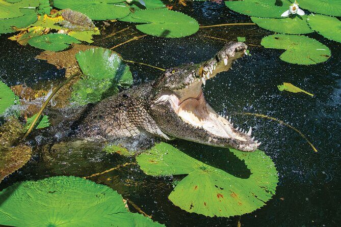 Cairns Cruise Ship Shore Excursion Crocodile and Wildlife Park - Key Points