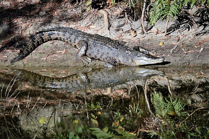 Cairns Cruise Ship Shore Excursion Crocodile and Wildlife Park - Who Will Love This Tour?