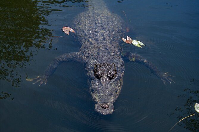 Cairns Cruise Ship Shore Excursion Crocodile and Wildlife Park - Final Thoughts
