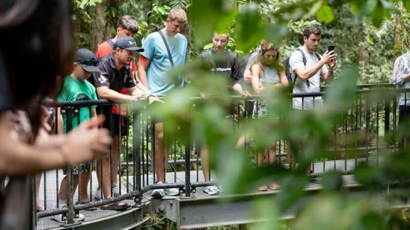 Cairns: Daintree Rainforest and Mossman Gorge Tour - An In-Depth Look at the Experience