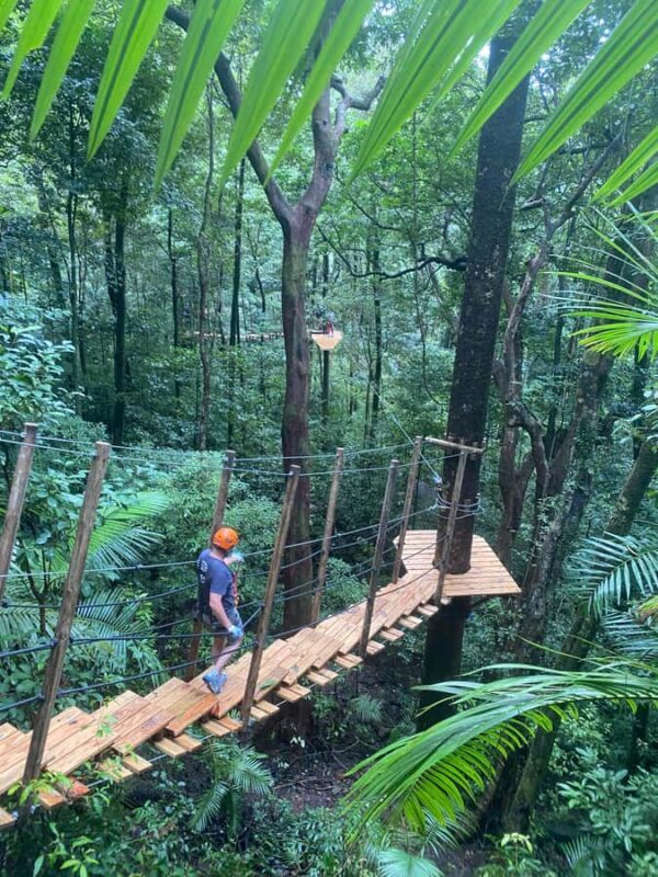 Cairns: Daintree Rainforest Canopy Ziplining Tour - Key Points