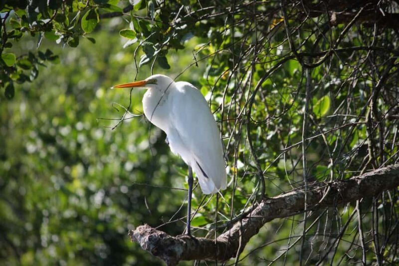 Cairns: Daintree Rainforest Wildlife Experience Cruise - Practical Details and Value