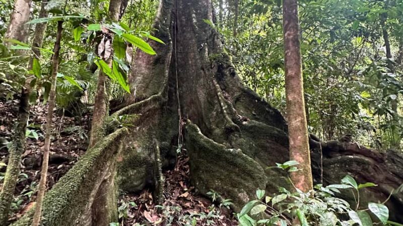 Cairns: Daintree River Cruise and Mossman Gorge - What Sets This Tour Apart?