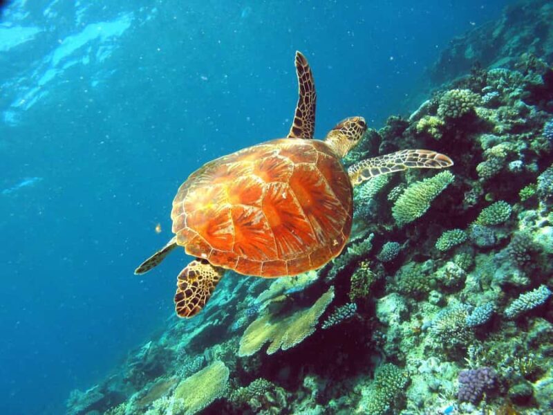 Cairns: Great Barrier Reef Small Group Snorkelling Tour - What Makes This Tour Stand Out?