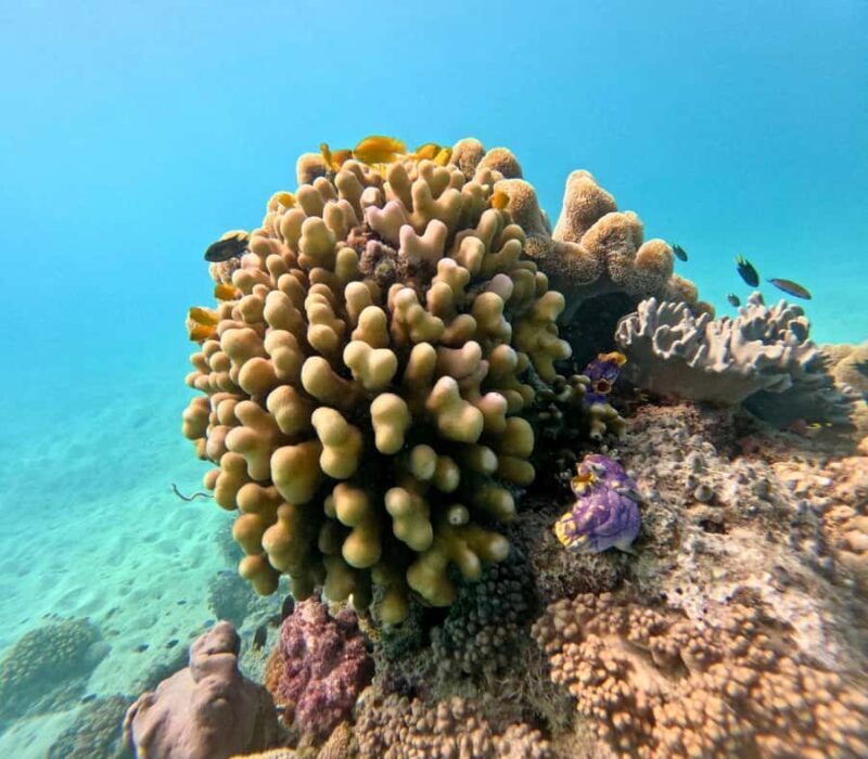 Cairns: Great Barrier Reef Small Group Snorkelling Tour - Who Is This Tour Best Suited For?