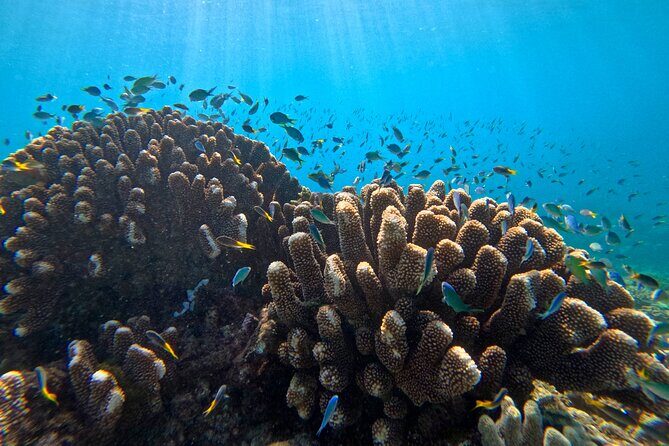 Cairns Great Barrier Reef Snorkel and Flight Adventure - Key Points