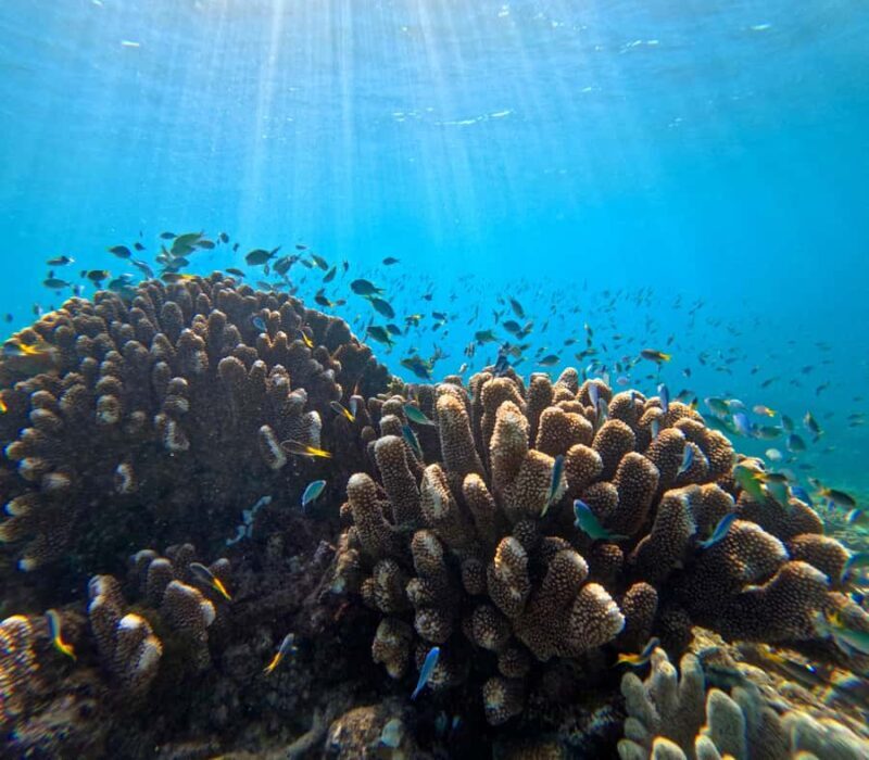 Cairns: Great Barrier Reef Snorkel and Scenic Flight - Who Should Consider This Tour?