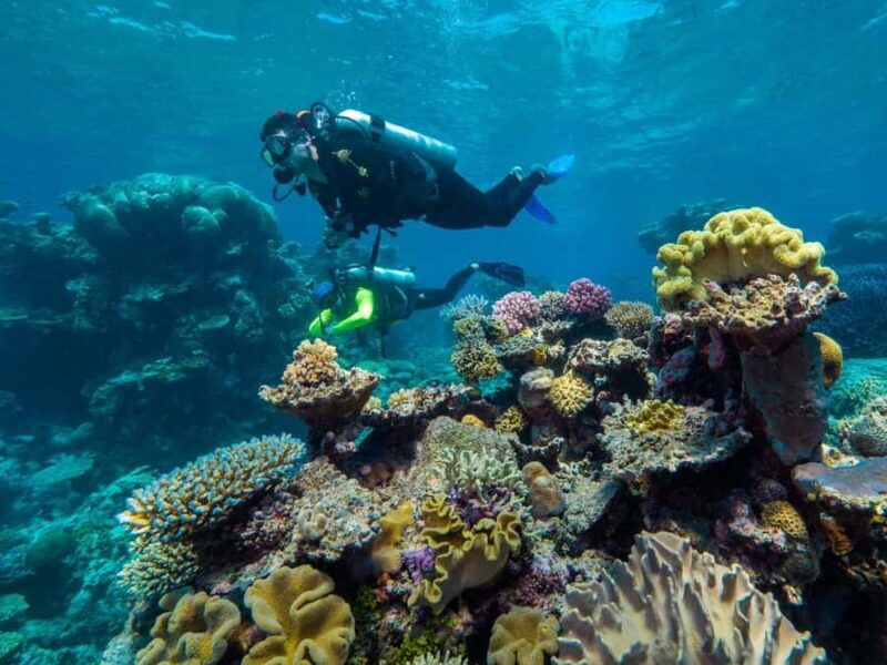 Cairns: Green Island Full-Day Tour with Diving - The Sum Up