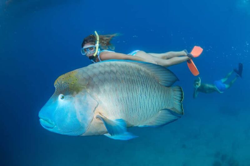 Cairns: Green Island + Moore Reef Activity Platform Combo - Authentic Experiences from Reviewers