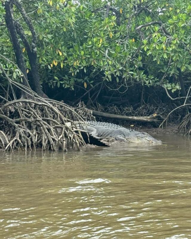 Cairns: Guided Jetski Tour 30 or 60 min - A Closer Look at the Cairns Jetski Experience
