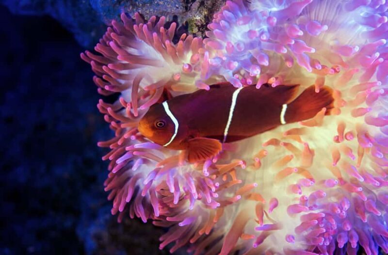 Cairns: Guided Twilight Tour of the Aquarium - Who Would Love This Tour?