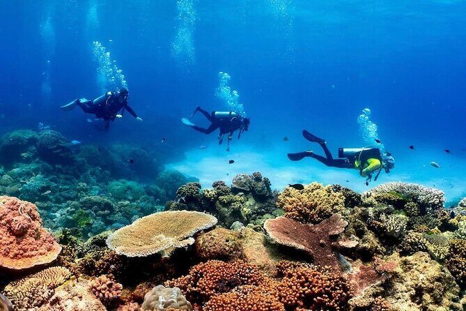 Cairns Half Day Tour a Great Barrier Reef Snorkeling Experience - Who Would Love This Tour?