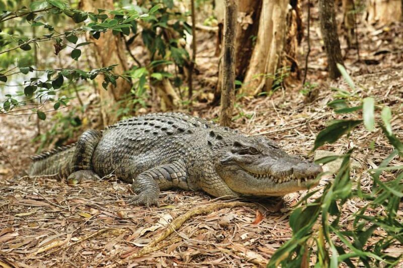 Cairns: Hartley's Crocodile Adventures Visit with Transfer - Key Points
