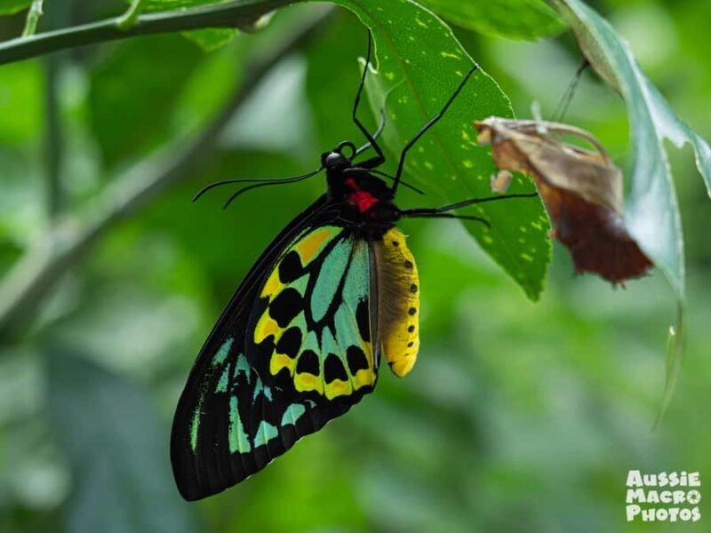 Cairns: Insect Photography Tour of Cairns Botanic Gardens - Discovering Cairns’ Tiny World