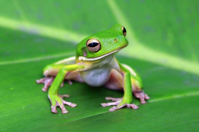 Cairns: Koalas and Creatures Entry Ticket - Key Points