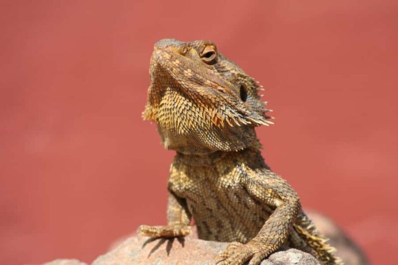 Cairns Koalas and Creatures Entry Ticket with Koala Photo - The Experience in Detail: Pros and Cons