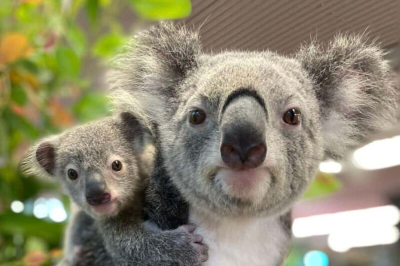 Cairns Koalas and Creatures Entry Ticket with Koala Photo - Final Recommendation