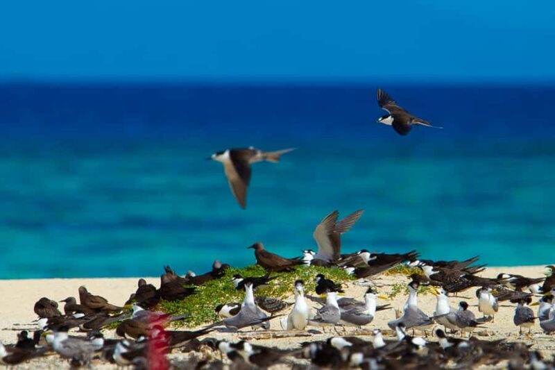 Cairns: Ocean Spirit Great Barrier Reef Full Day Tour - Who Is This Tour Best For?