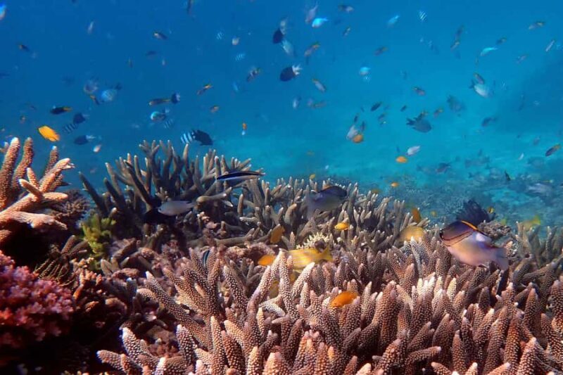 Cairns: Outer Great Barrier Reef & Dunk Island Small Group - Detailed Breakdown of the Itinerary and Experience