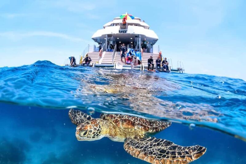 Cairns: Outer Great Barrier Reef Full-Day Tour with Lunch - Practical Aspects to Consider