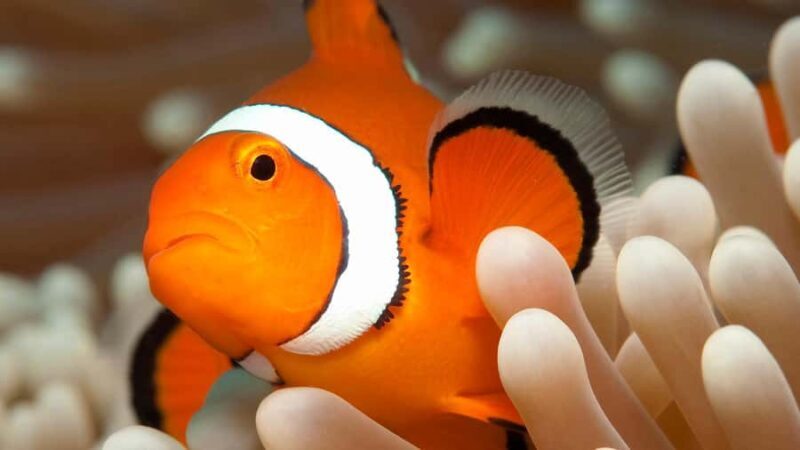 Cairns: Premium Snorkelling and Diving Reef Day Trip - Pricing and Value