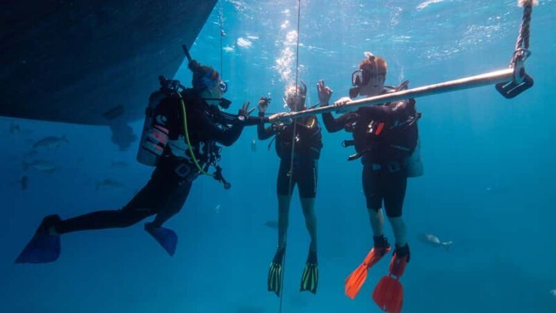 Cairns: Premium Snorkelling and Diving Reef Day Trip - The Sum Up