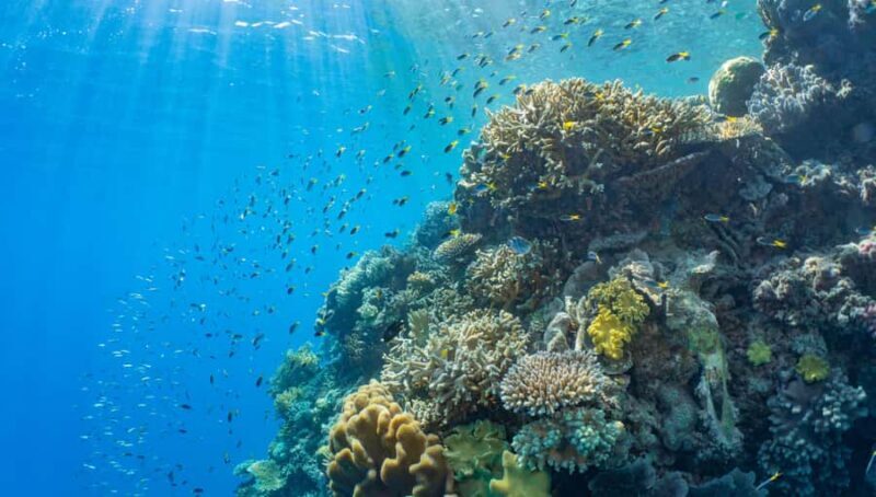 Cairns: Reef Zoom Half Day Helicopter & Snorkeling Tour - Who Is This Tour Best Suited For?