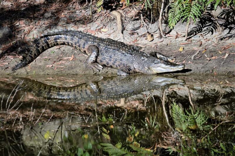 Cairns Shore Excursion: Crocodile & Wildlife Park Tour - Who Will Love This Tour?