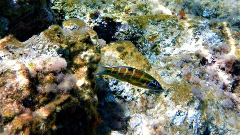 Cala Codolar: Sea & Caves Kayaking Tour with Snorkeling - Final Thoughts