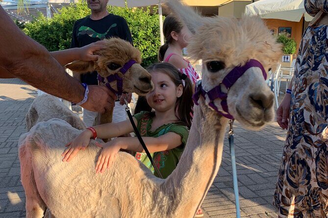 Calabrian Alpacas Sunset Beach Experiences Pizzo VV AlpacSelfies - Final Thoughts