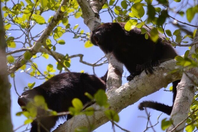 Calakmul, Ancient Maya City from Bacalar or Chetumal - Final Thoughts: Is It Worth It?