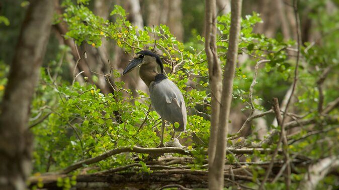 Calakmul Ancient Maya City Tour - From Campeche - Who Should Book This Tour?