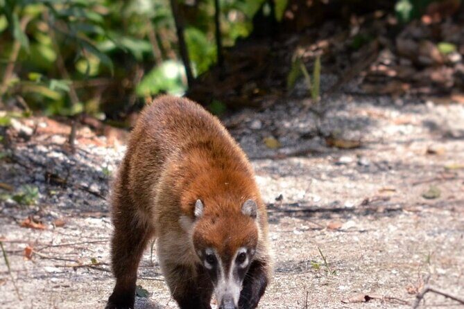 Calakmul Ancient Maya City Tour From Xpujil - Practical Details: What You Need to Know