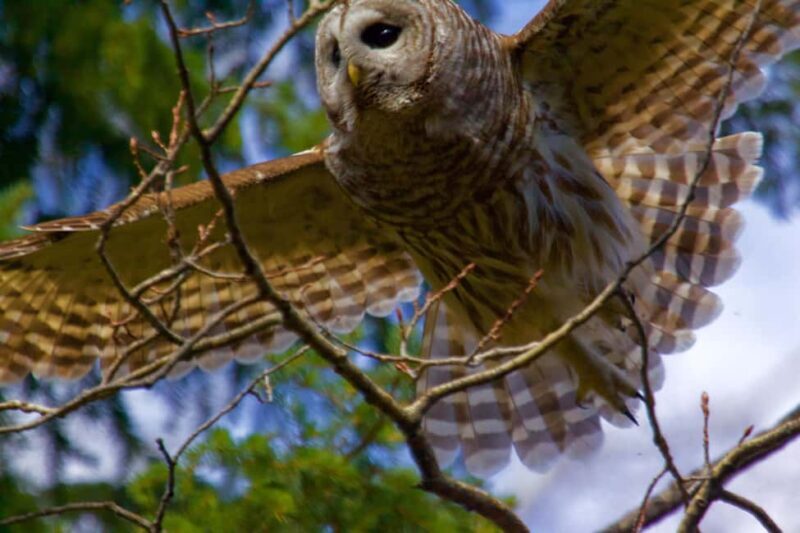 Calgary Alberta: Indigenous Culture and Medicine Wheel Tour - Final Thoughts