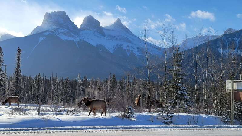 Calgary: Canmore, Banff, Lake Louise - Gondola Included - FAQ