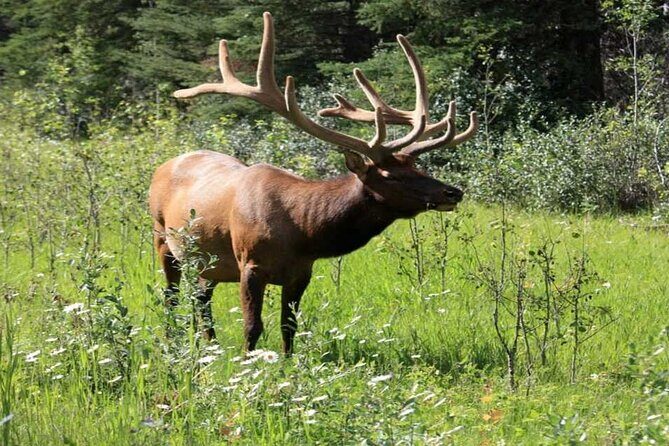 Calgary: Columbia Icefield Adventure, Skywalk and Peyto Lake Tour - The Sum Up