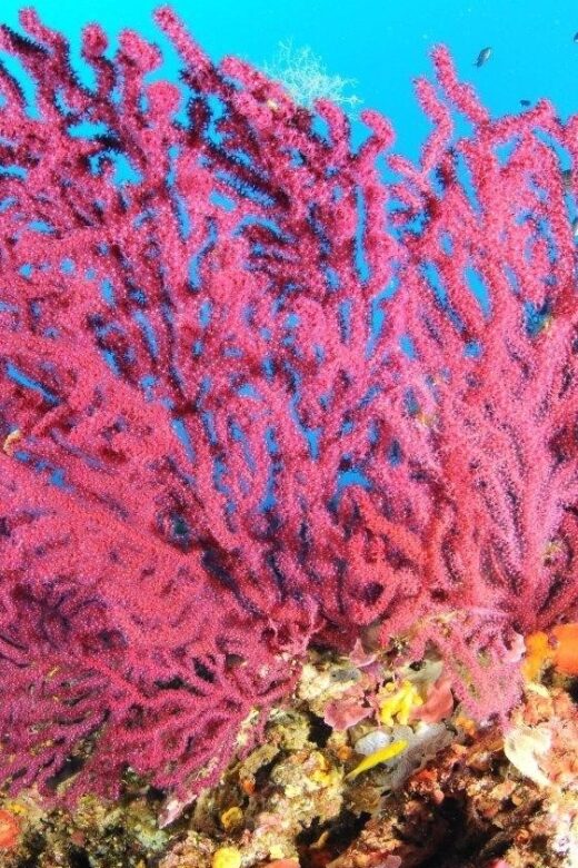 Calvi: Pointe de la Revellata Snorkeling Boat Tour - Key Points