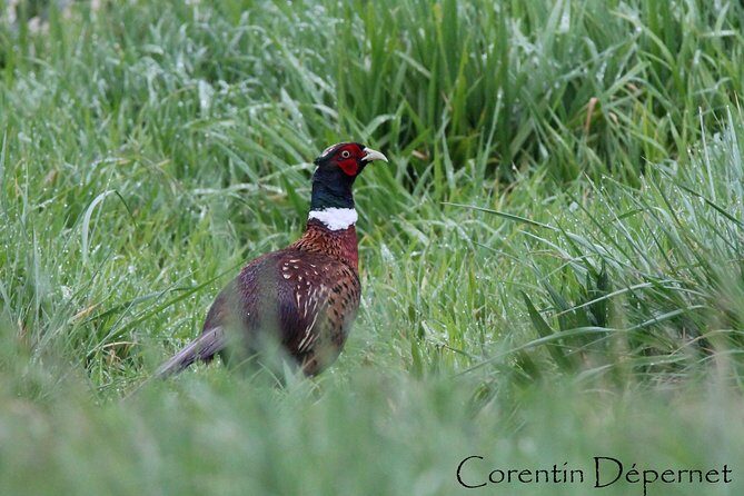 Camargue 4x4 Safari 2 hours Saintes Maries de la Mer - The Sum Up: Is This Tour Right for You?
