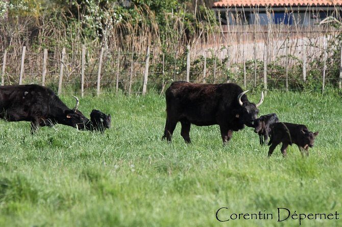 Camargue 4x4 Safari Day - FAQs