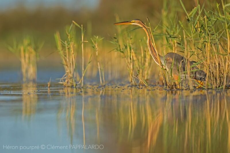 Camargue: Discovery of nature at the Vigueirat marshes - Key Points