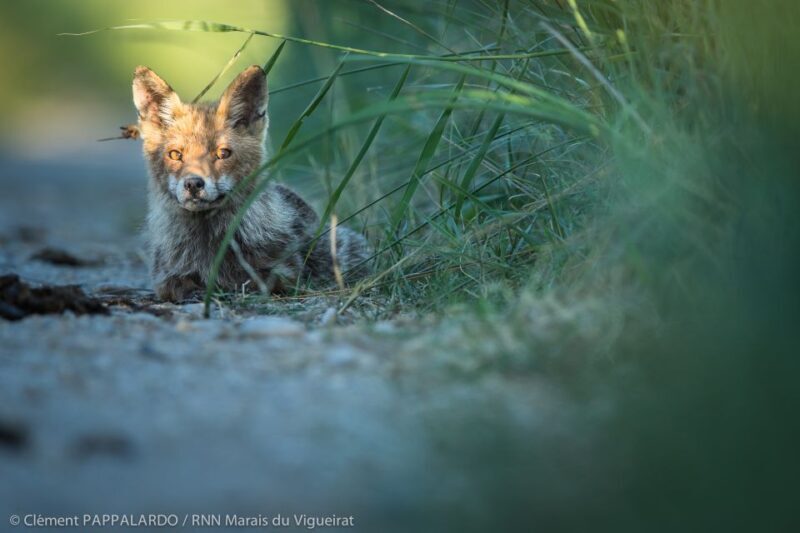 Camargue: Discovery of nature at the Vigueirat marshes - An Authentic Encounter with Camargue’s Wildlife
