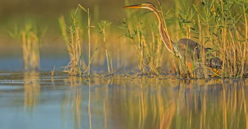 Camargue: Discovery of nature at the Vigueirat marshes - Small Group, Personal Experience