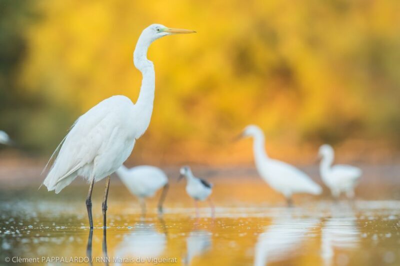 Camargue: Discovery of nature at the Vigueirat marshes - The Sum Up