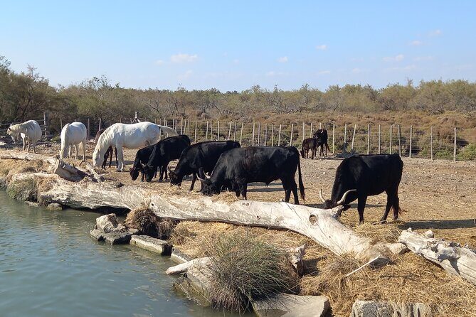 Camargue Full Day Tour from Avignon - Visit to Les Saintes-Maries-de-la-Mer