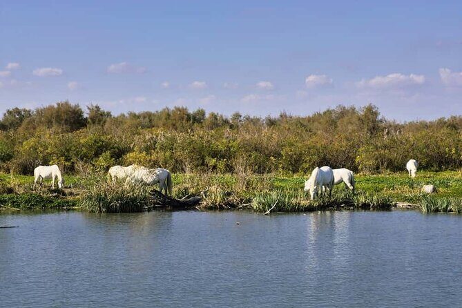 Camargue Full Day Tour from Avignon - Boat Ride through the Marshes
