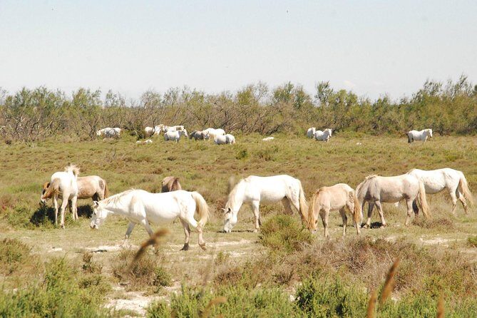 Camargue Full Day Tour from Avignon - Final Stroll and Return to Avignon