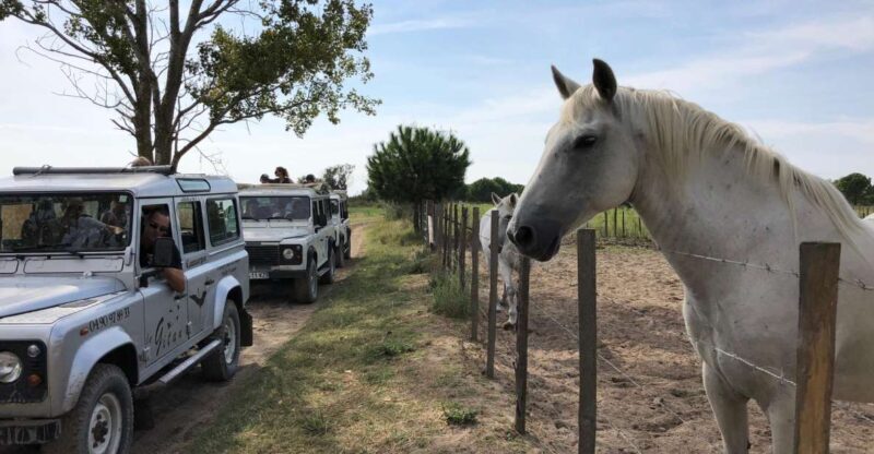 Camargue: Safari from Saintes-Maries-de-la-Mer - A Detailed Look at the Camargue Safari Experience
