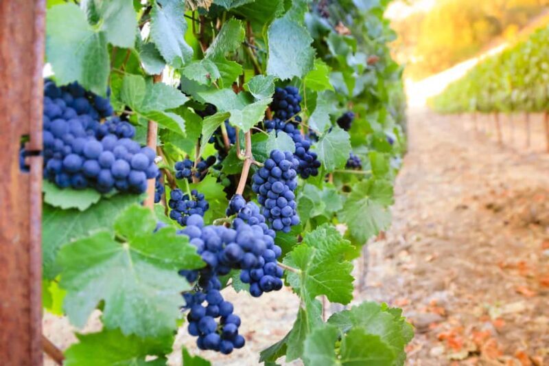 Cambria: Wine Tasting at Cutruzzola Vineyards - Key Points