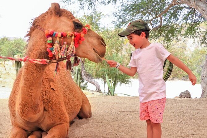 Camel Desert Ride Experience in Cabo - The Practical Side: Details That Matter