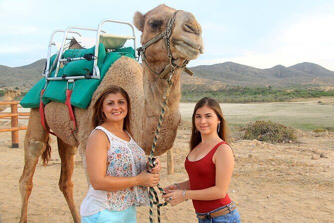 Camel Ride On The Beach at Los Cabos - Who Will Love This Tour